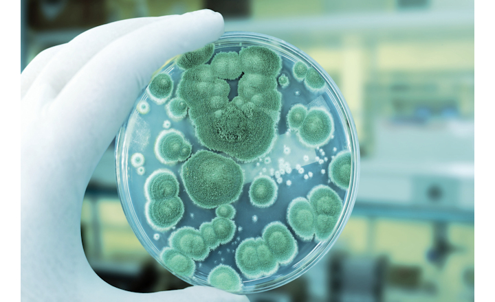 Rapid Micro Biosystems® Growth Direct® System Detects Mold