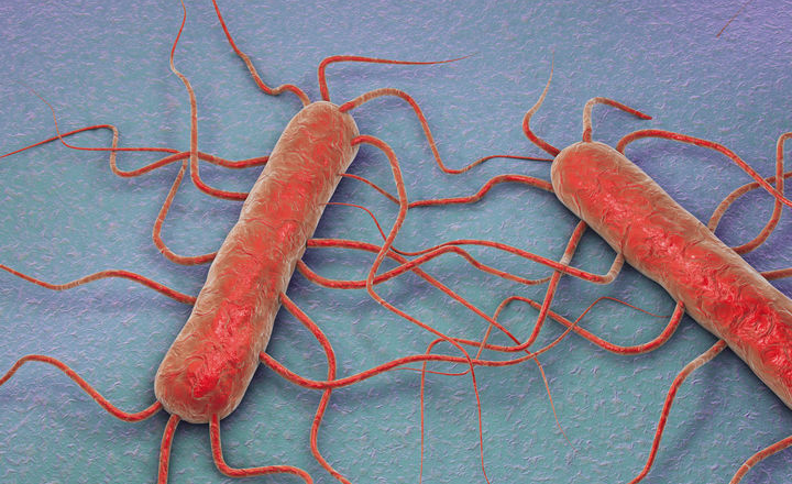 Rapidmicrobiology Listeria Detection And Identification Methods In Foods