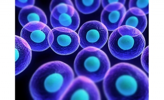 Charles River Microbial Solutions