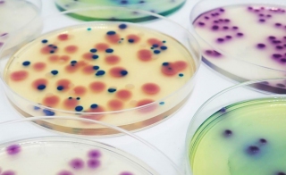 Condalab for microbiology culture medai